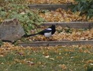 Watching the World Wake Up: Magpies Part 1: The Basics
